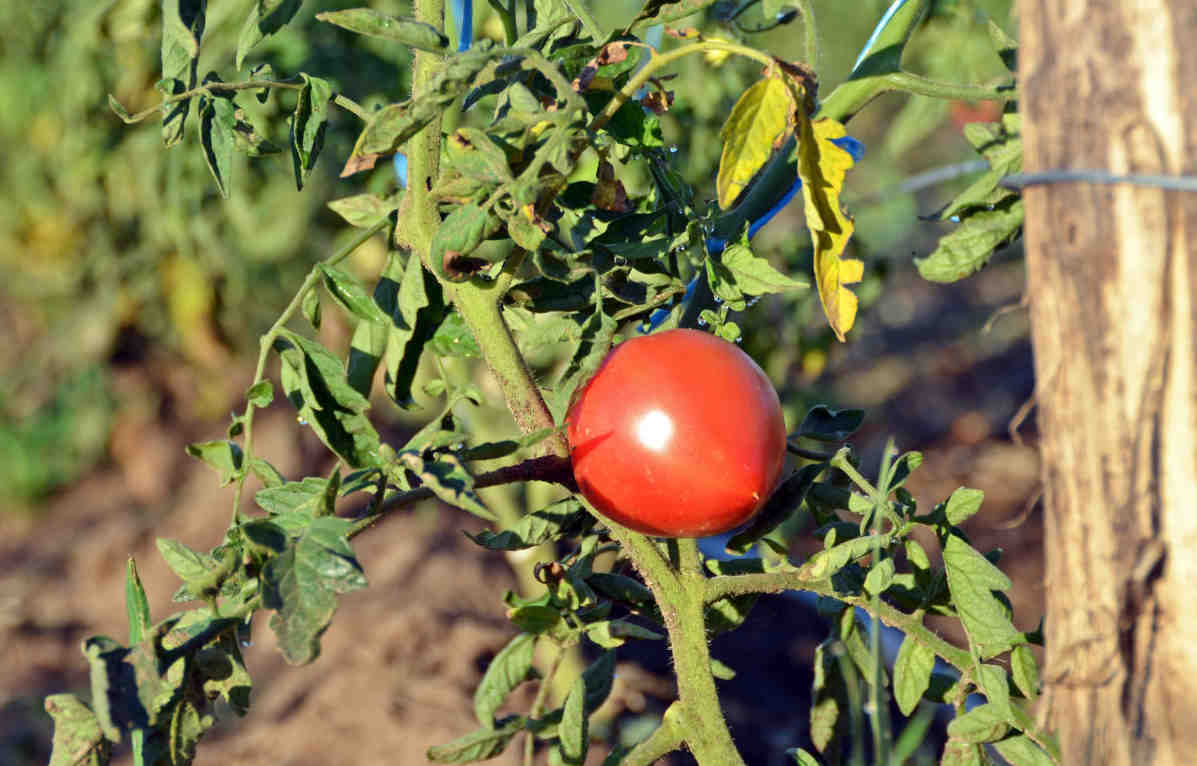 Тестимониали | Zelka.bg - био зеленчуци и плодове